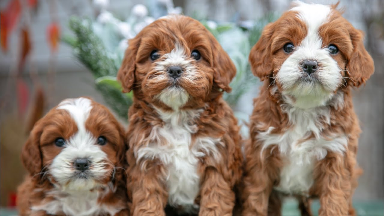 Gorgeous Red and White Cavapoo Puppies Located in Ohio! - YouTube