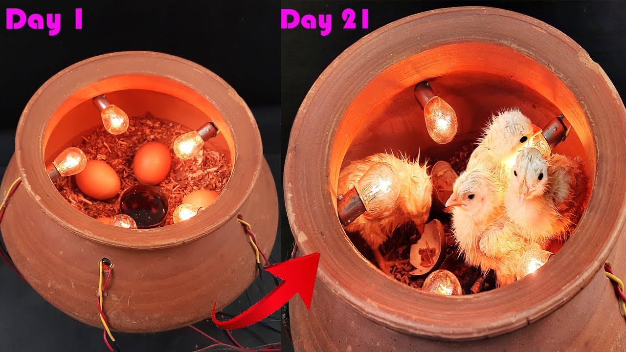 BEST SOIL POT INCUBATOR FOR CHICKEN EGGS WITH 100% EFFICIENCY | DIY ...