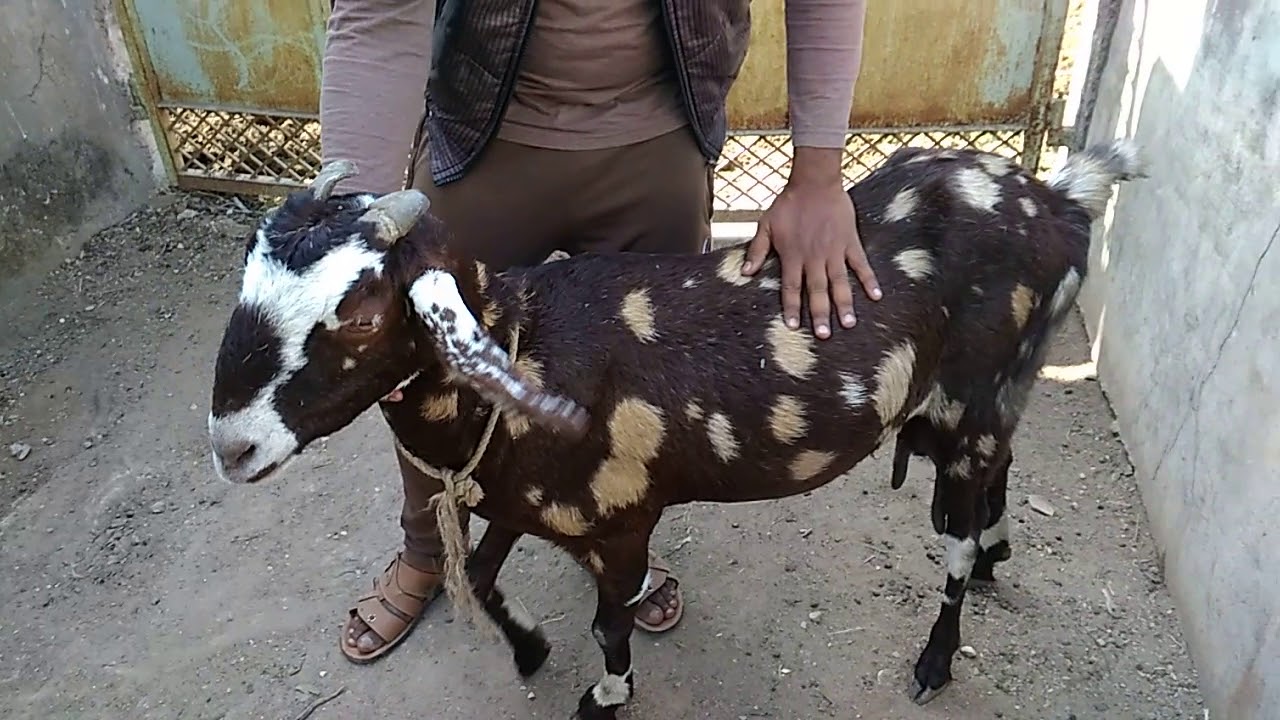 Big Ajmera female goat in Chandrapur district 🔥🔥💥 - YouTube