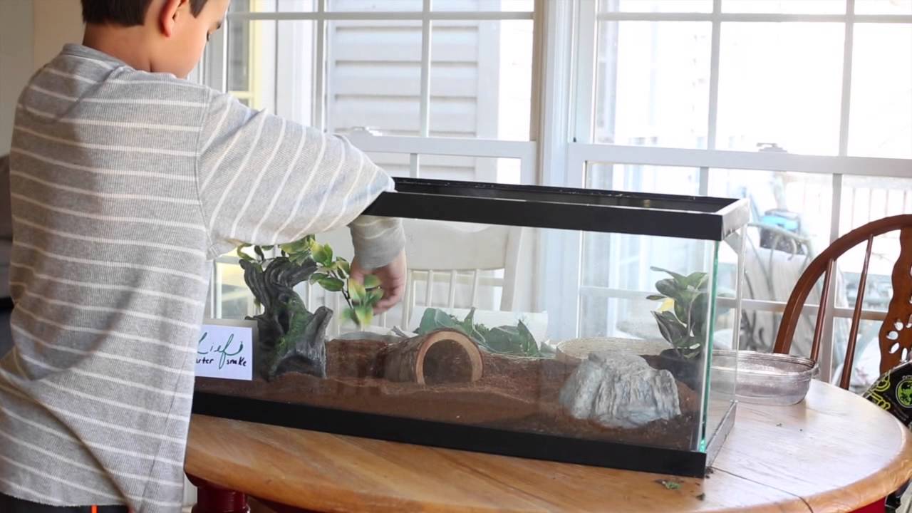 Garter Snake Setup - YouTube