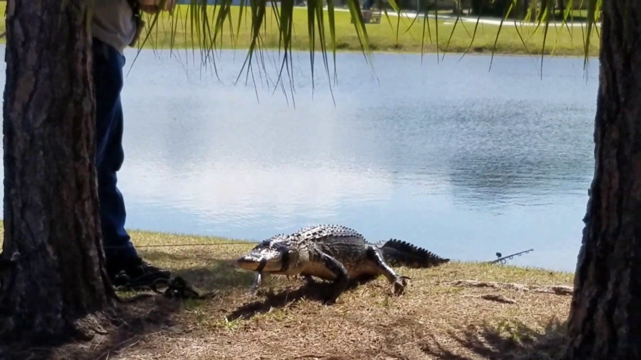 Catching a 6ft alligator. A-1 Critter Solutions - YouTube