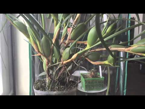 Maxillaria Tenuifolia (Coconut Orchid) - YouTube