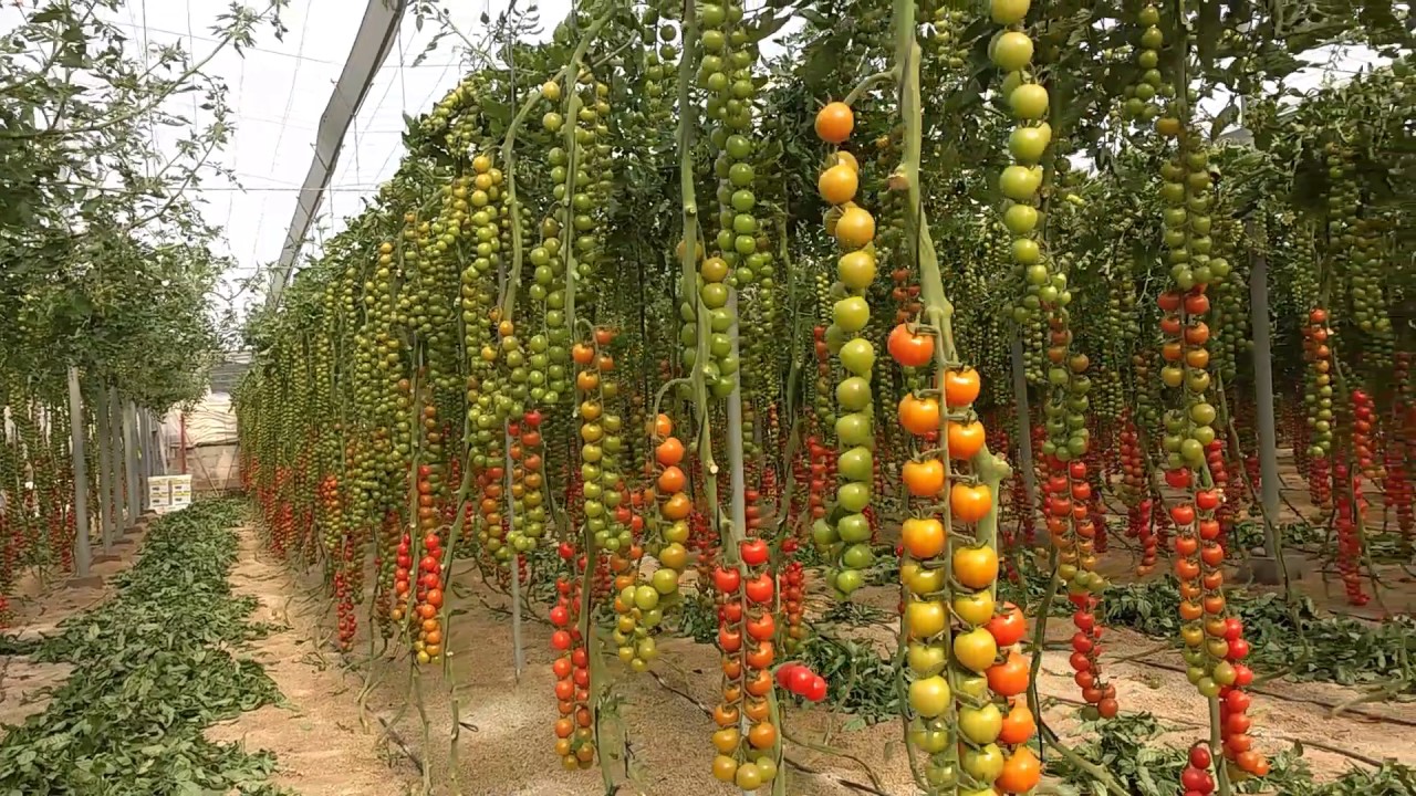 Invernadero de Almería con tomates cherrys rama Golán . - YouTube
