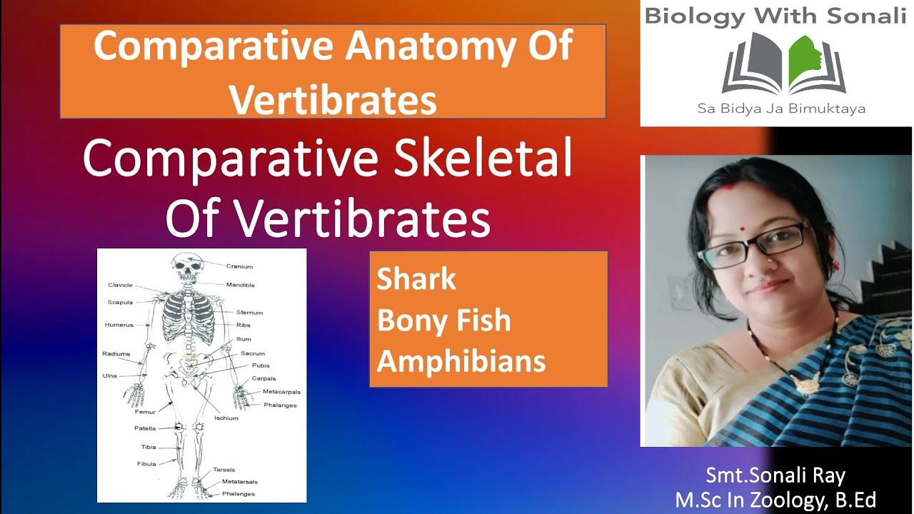Comparative Anatomy