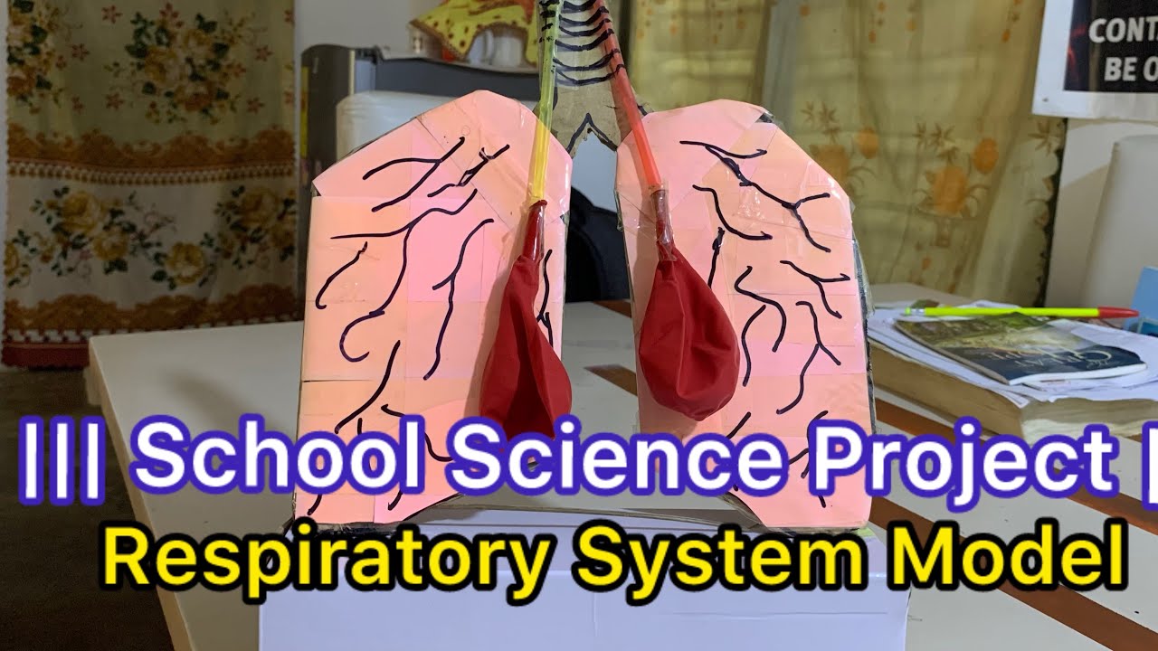 Respiratory System Model Making Out Of Paper. Wow😮 ️ Respiratory system ...