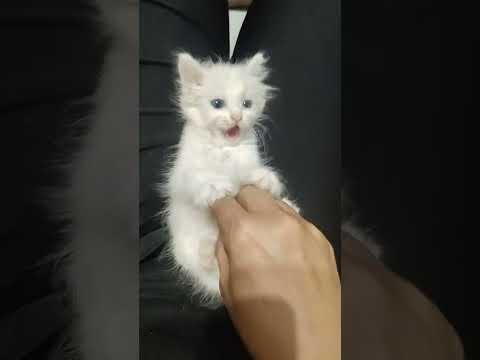 S-Bie white cute straykitten rescued from Manjung Market.