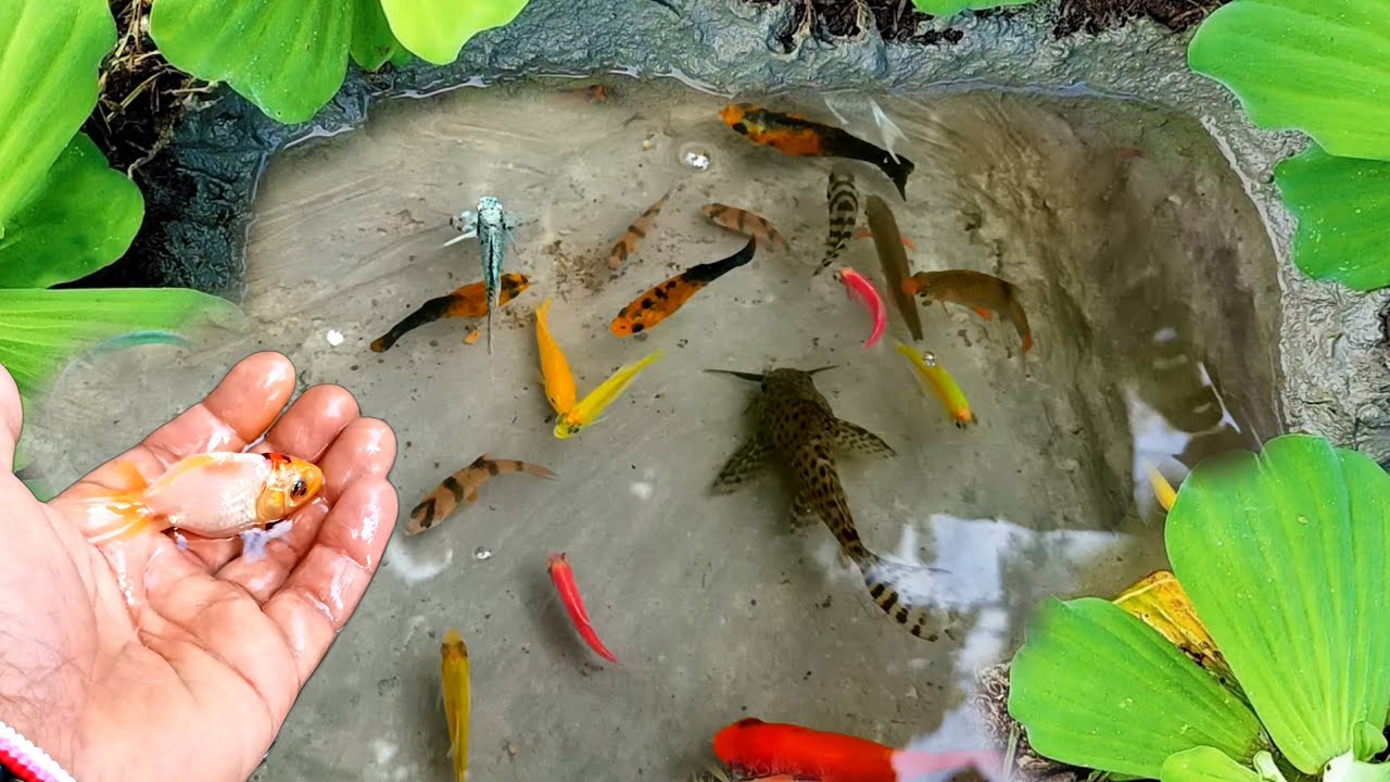 finding ornamental fish koi fish Koki fish catfish betta fish Molly ...