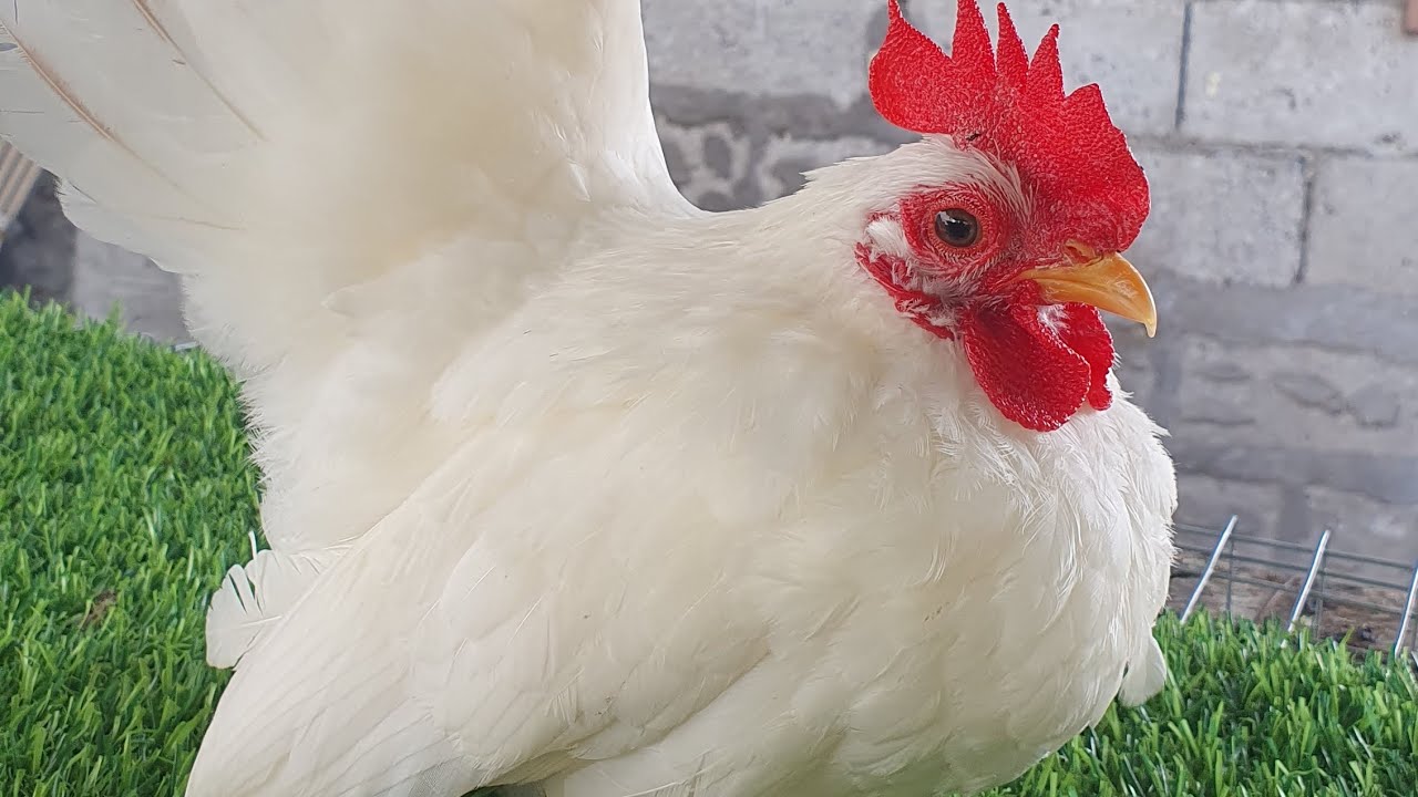 binabae (small chicken) #millionviews - YouTube