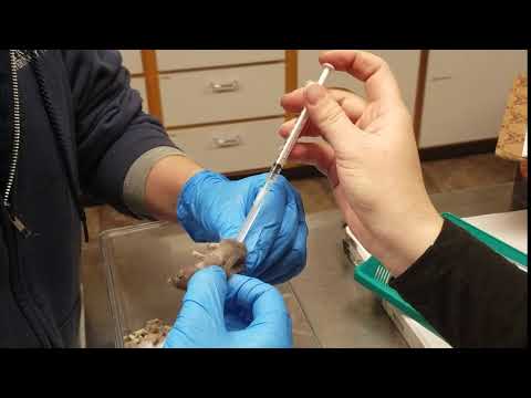 Skill 47 Restraint for IM Injection Mouse 22128218 Timmons - YouTube