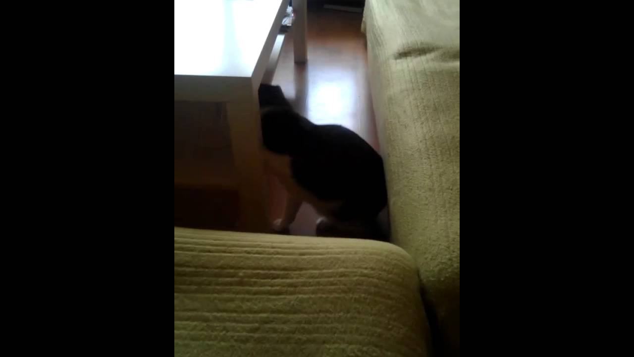 Lilly 1 Youtube 1320