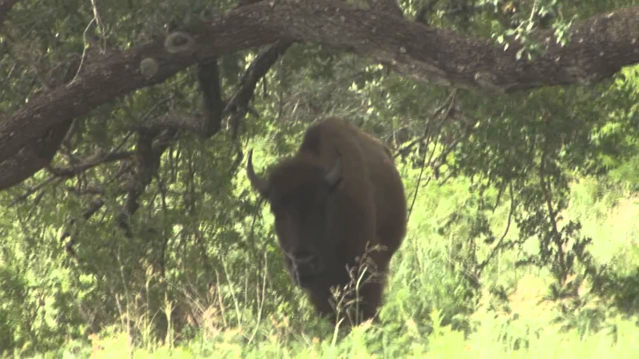 bang buffalo bang - YouTube