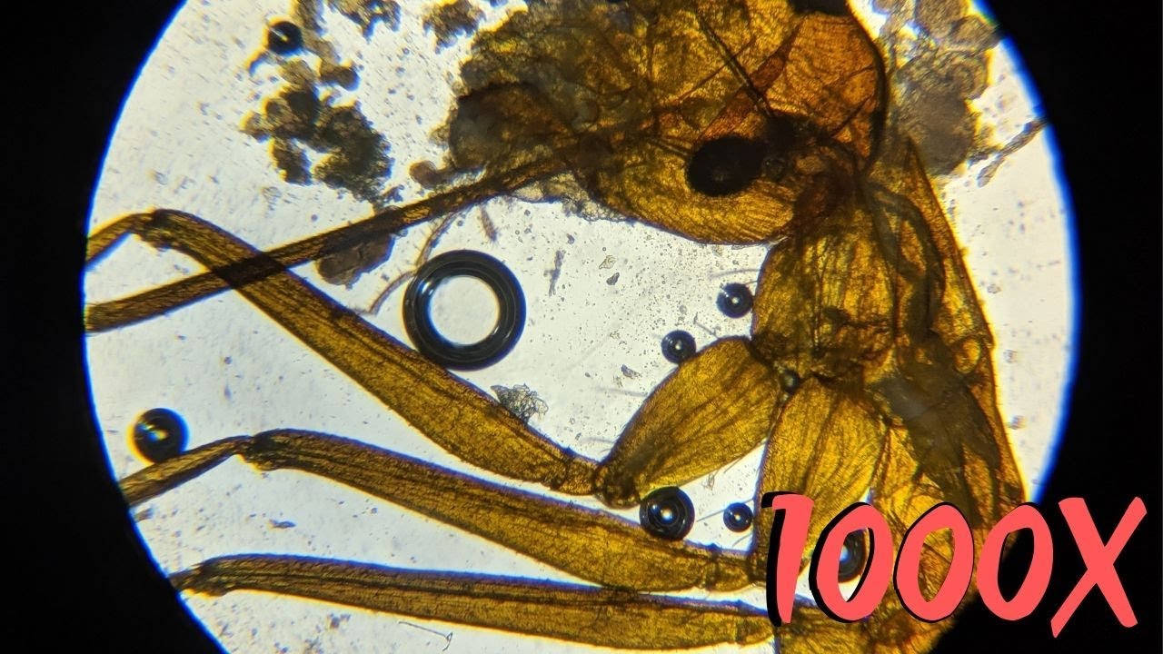 Microscope 1000x - Antenna of an ANT - YouTube