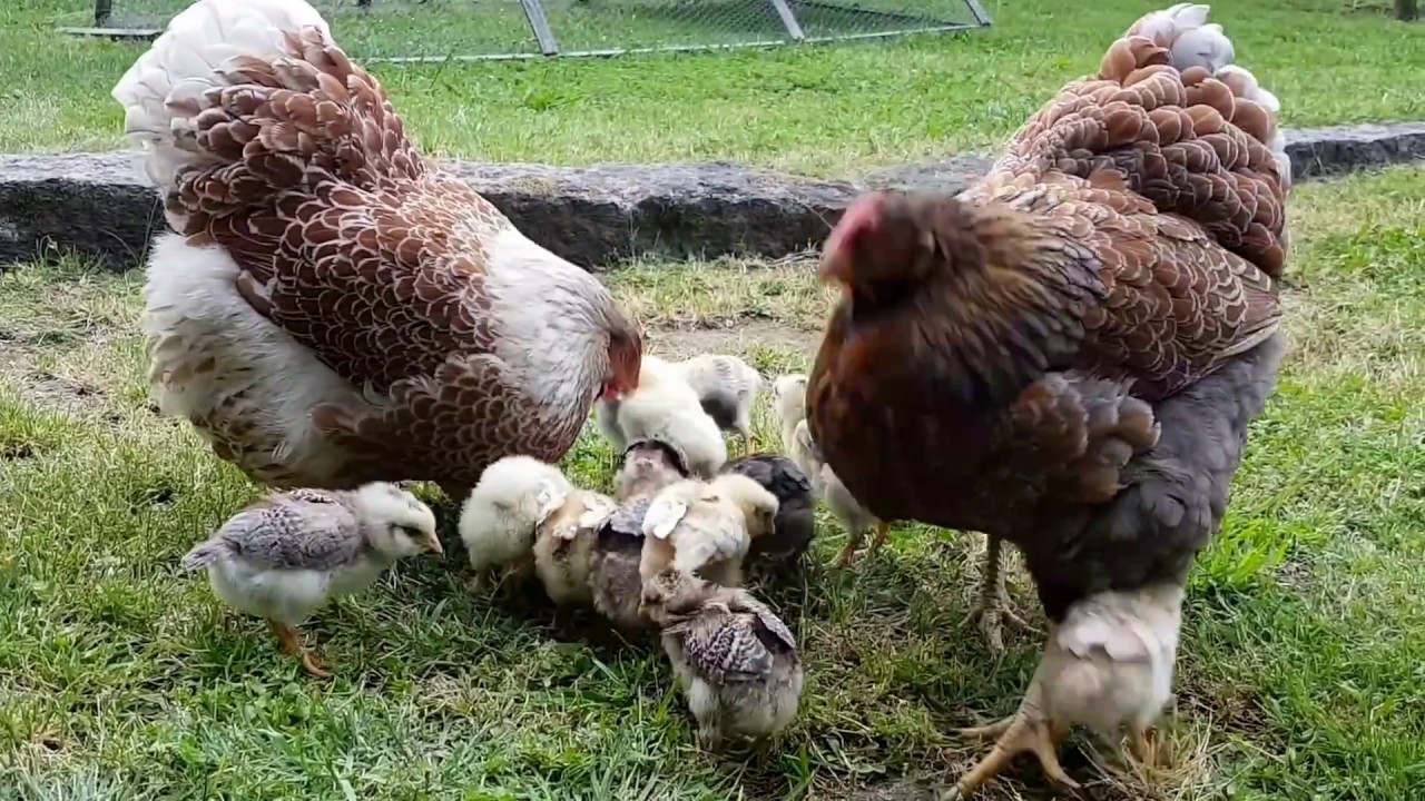 Pollitos aprenden a buscar comida con sus dos mamas Wyandotte - YouTube