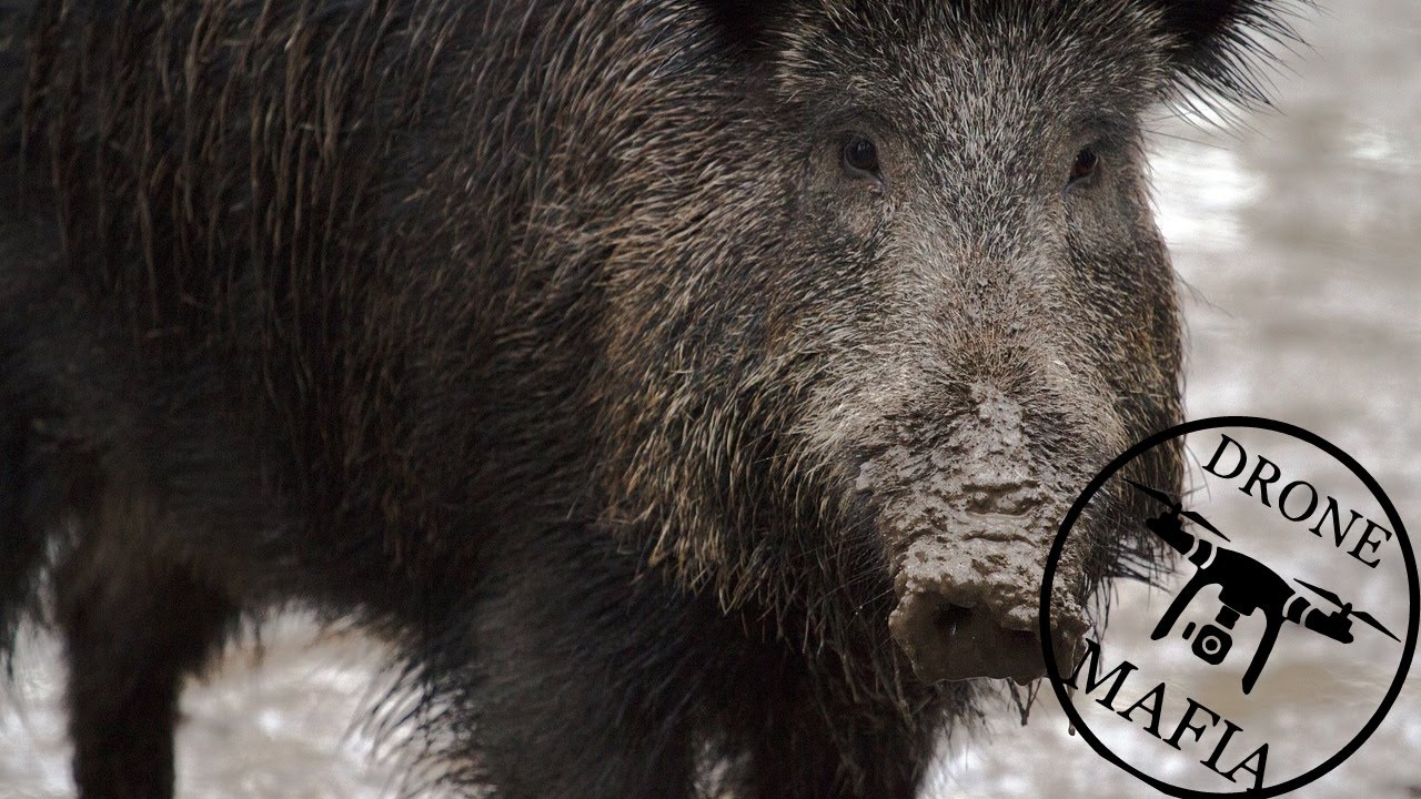 Wild Boar Grunting: Noisy Boar - YouTube