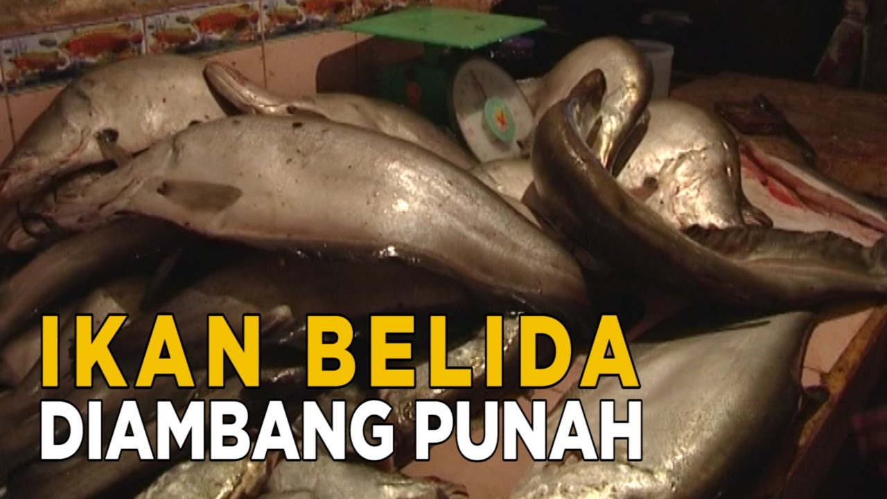 Ikan ini sudah sangat sulit untuk mecari yang asli | JELAJAH - YouTube