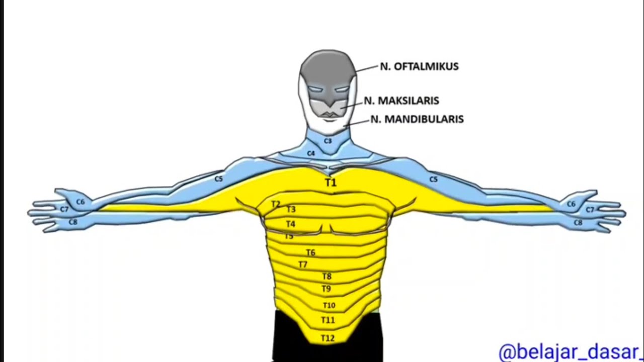 Dermatom - YouTube