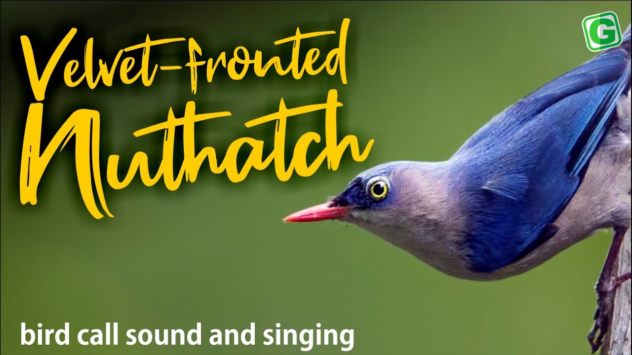 Velvet fronted Nuthatch - Sitta frontalis Bird Sound, Calling, Chirping ...