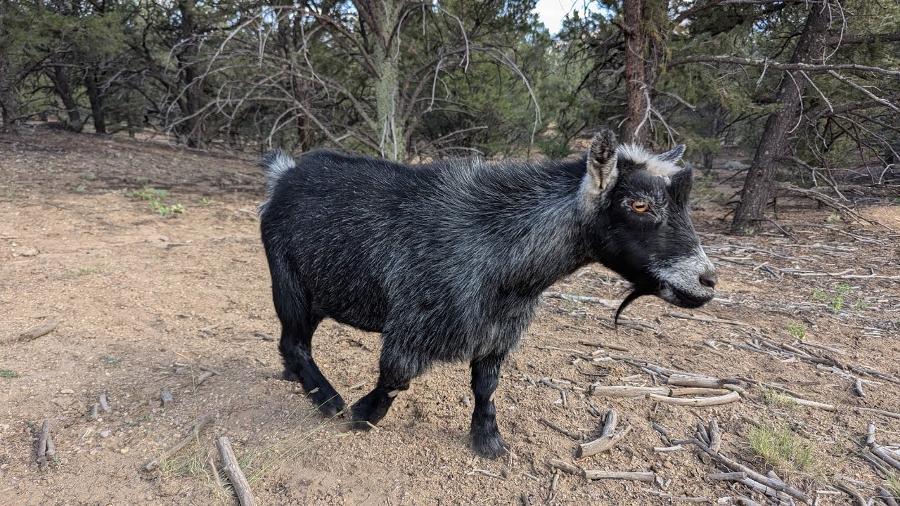 ⚡ Lightning Goats ⚡ Live Streaming Goat Feeder - YouTube