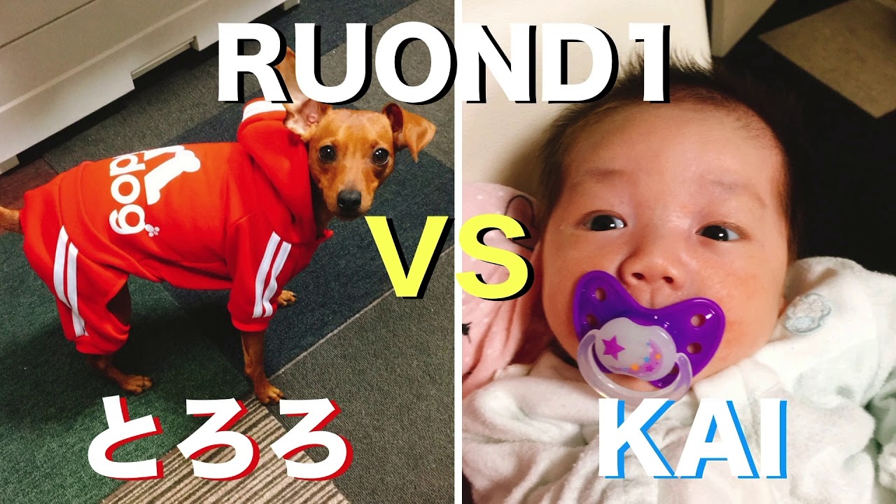 赤ちゃんvs犬 初対決 BABY VS DOG - YouTube