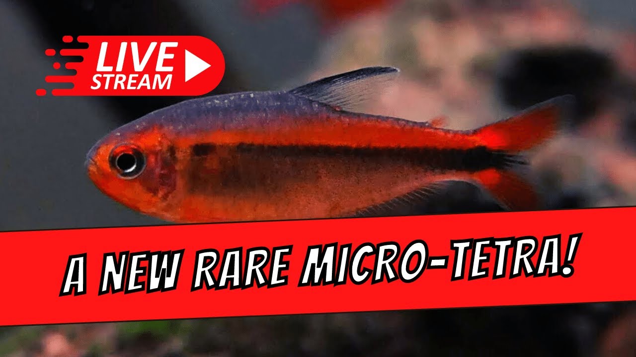 A New Rare Micro-Tetra, Aquafarm Progress, Shop Updates... LIVE! - YouTube