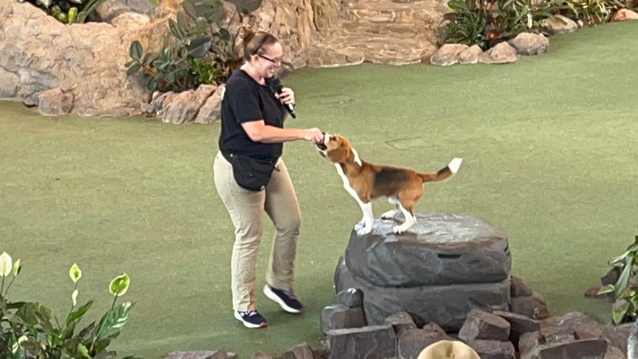 Animal Actors on Stage at Universal Orlando Resort. - YouTube