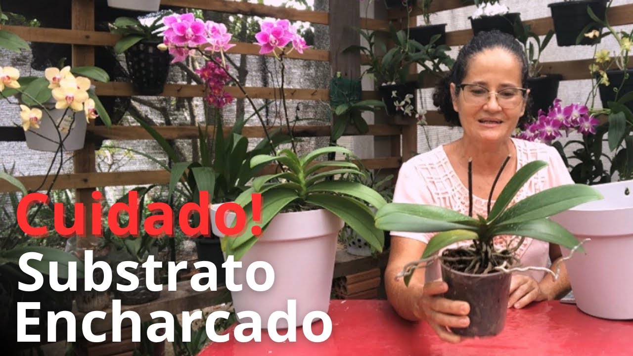 Replante de phalaenopsis, que está com o substrato encharcado. - YouTube