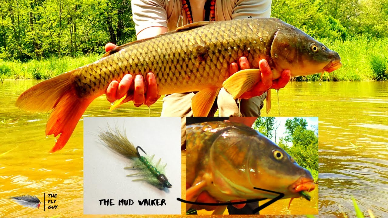 The Mud Walker Carp Fly Getting Results! - YouTube