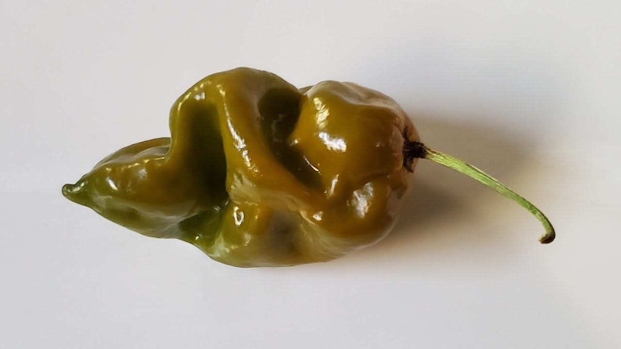 Mustard Ghost from HellGarden Chilis! - YouTube