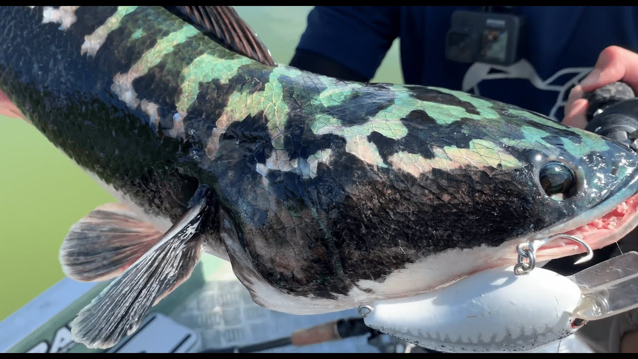 The Giant Snakehead AKA Toman | Snakehead fishing in Malaysia | Klau ...