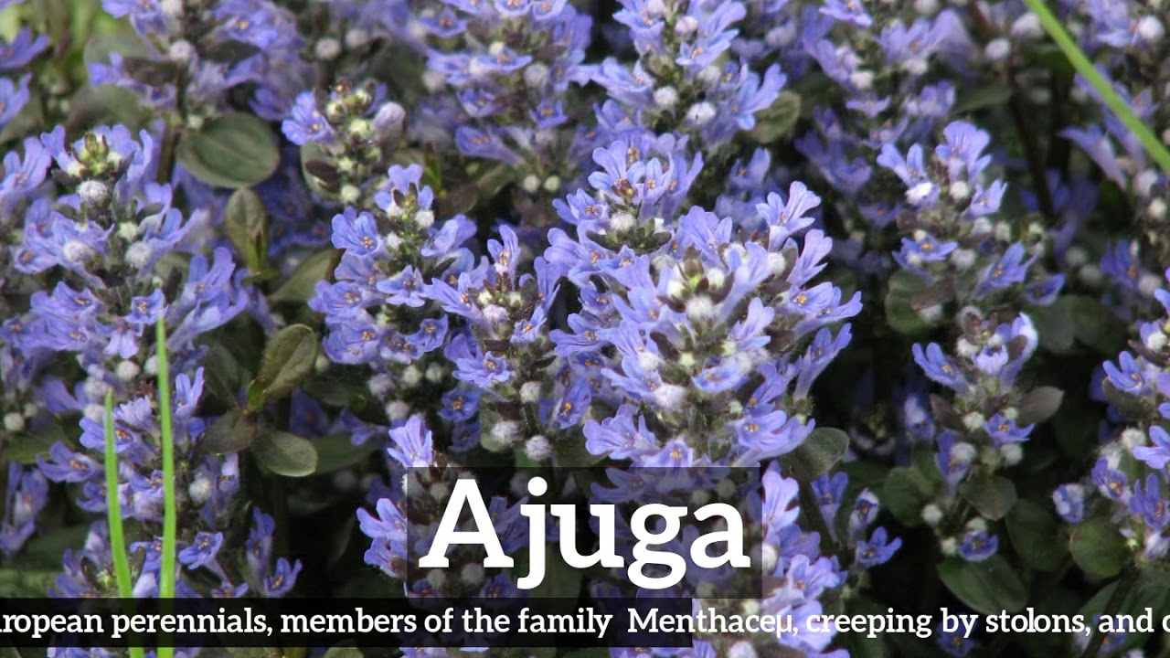 What is Ajuga? | How to Say Ajuga in English? | How Does Ajuga Look ...
