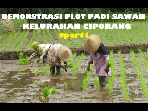 DEMPLOT PADI SAWAH H.U.T KEL.CIPORANG - YouTube