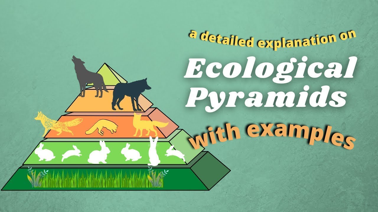 A detailed explanation on Ecological Pyramids with examples - YouTube