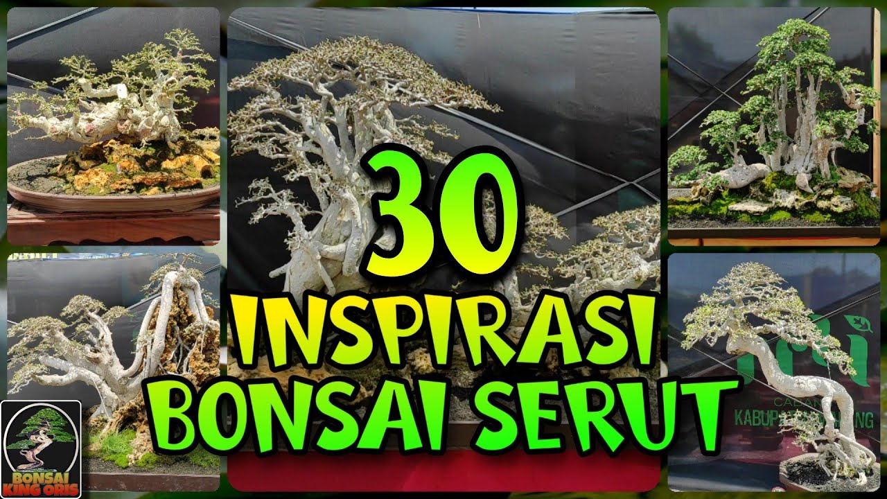 30 INSPIRASI BONSAI SERUT TERBAIK # BONSAI SERUT KONTES PAMERAN ...