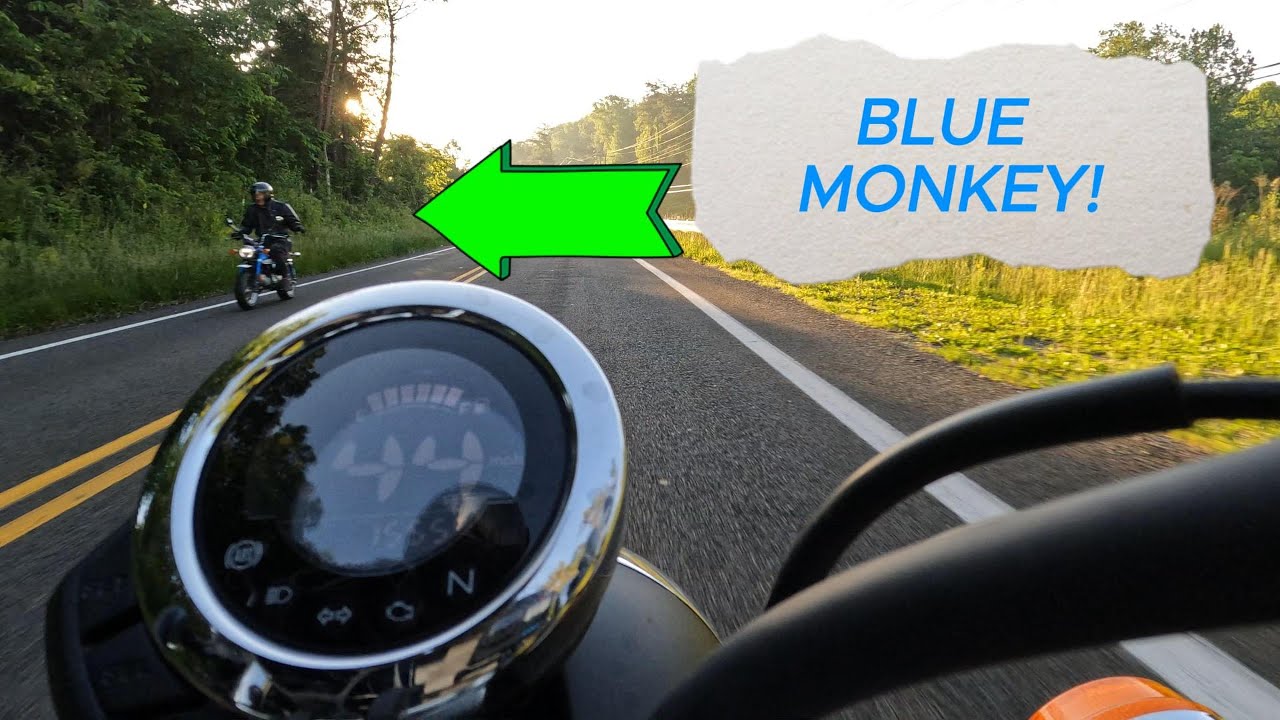 Honda Monkey Commute on 55 mph roads and a blue monkey spotted in the ...