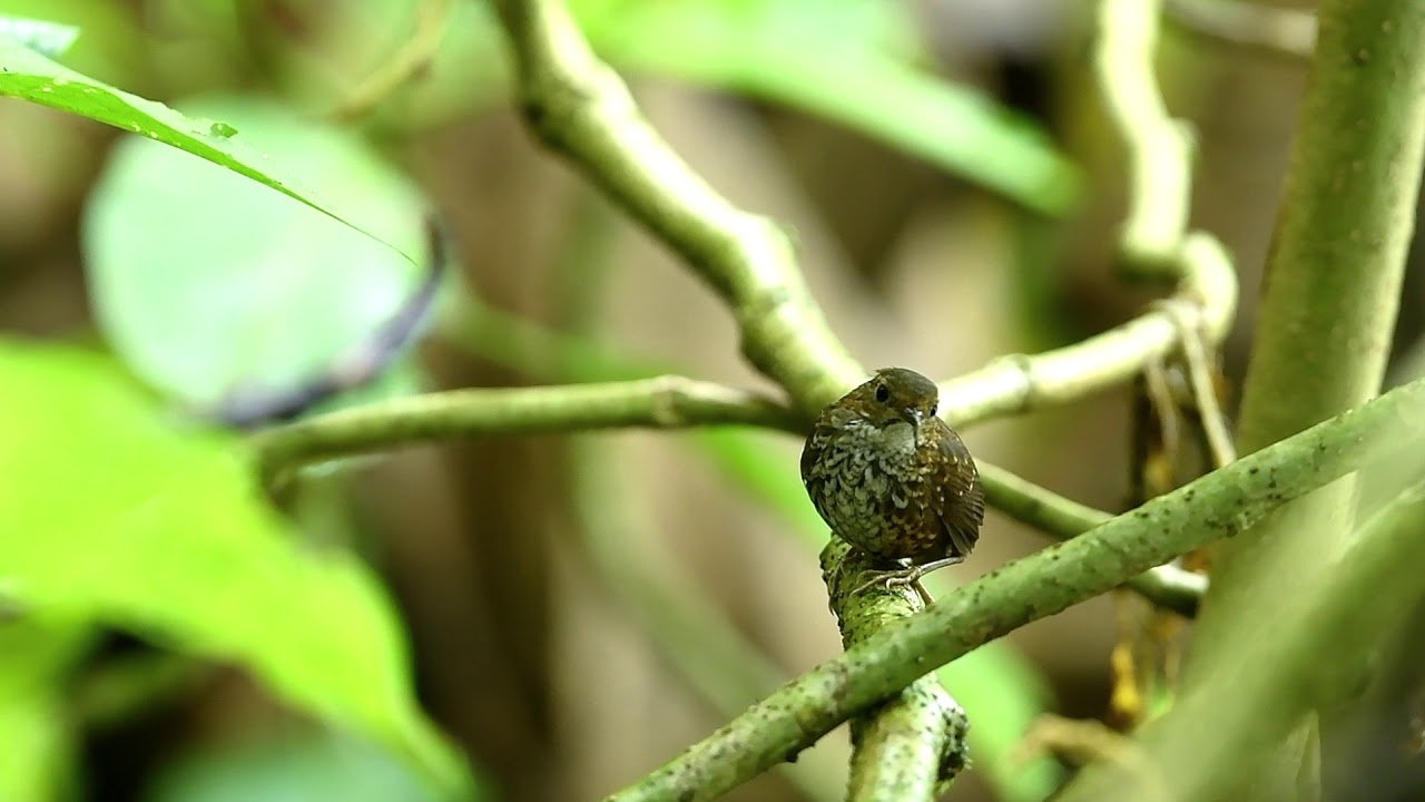 Pygmy Cupwing - YouTube