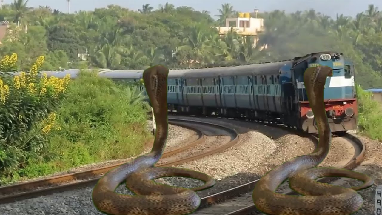 Angry snake cobra with train | Giant Five Headed Snake | Stop The Train ...