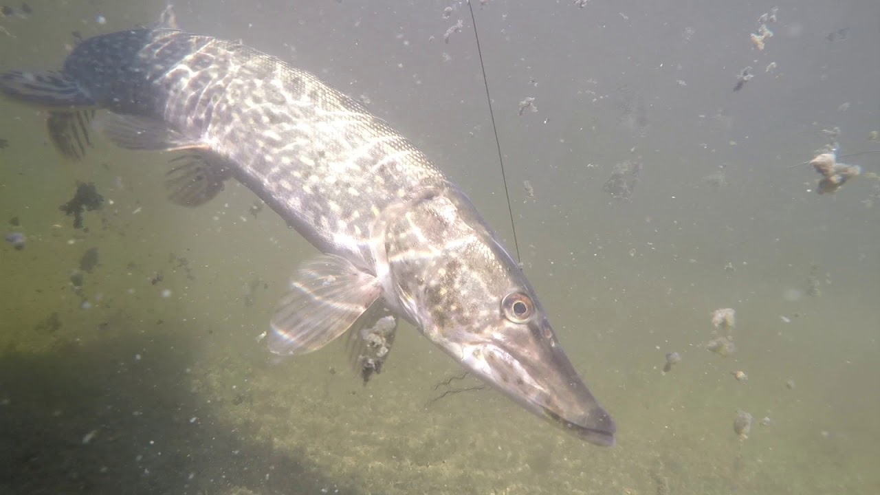 Fly Fishing for Northern Pike, April 2018 - YouTube