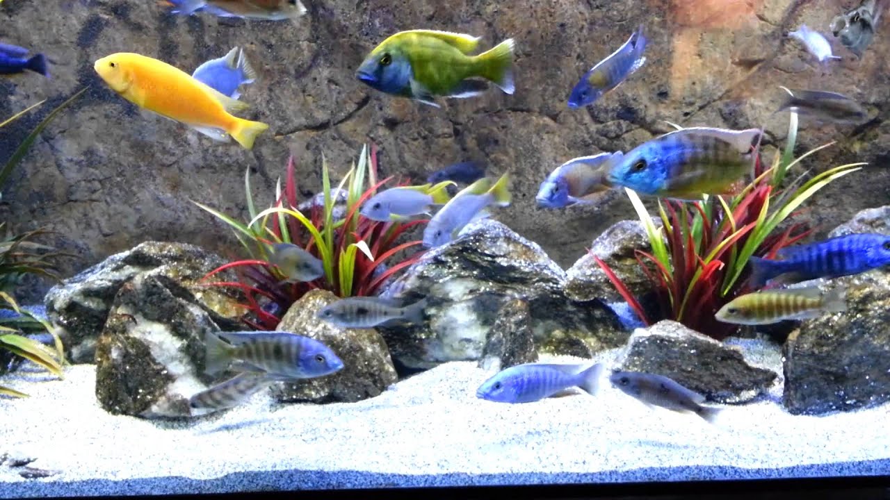 120gl New Orleans African Cichlids LED Lighting - YouTube