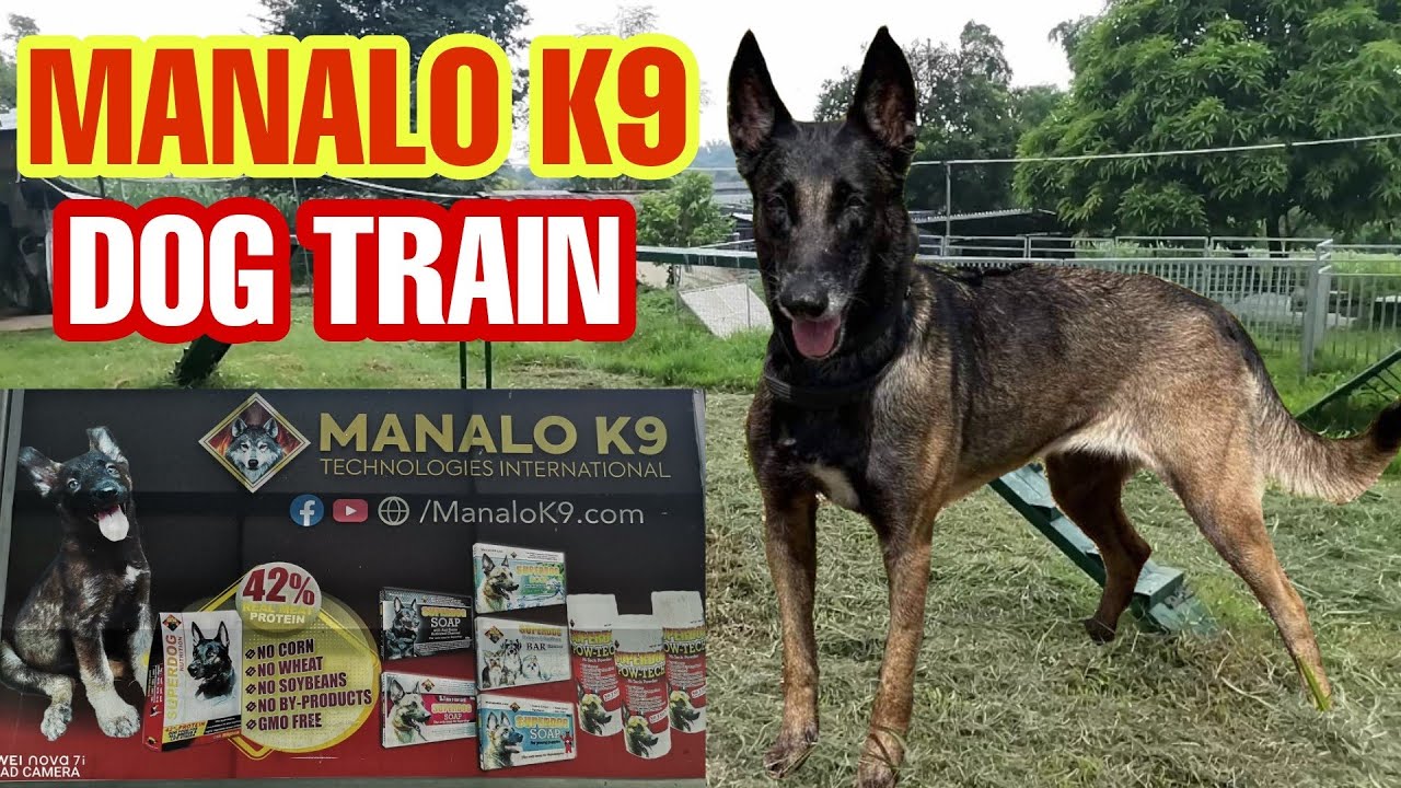 K9 DOGS NI BOSS MANALO 😊SOLID MGA ASO NI BOSS MANALO ANG LALAKE 😊 - YouTube