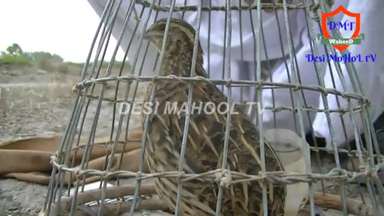 FEMALE RAIN QUAIL SOUND ORIGNAL 2020 - YouTube