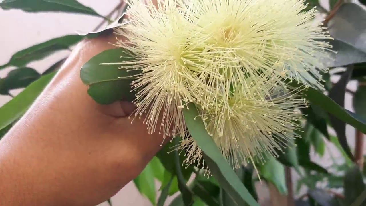 FLORAÇÃO DO JAMBO AMARELO EM VASO 08/08/20 - YouTube