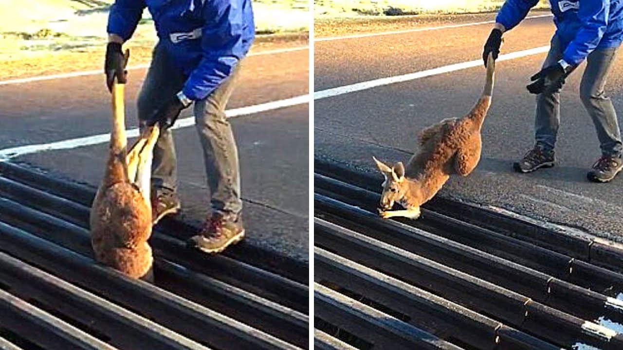 30 Animals That Asked Humans For Help - YouTube