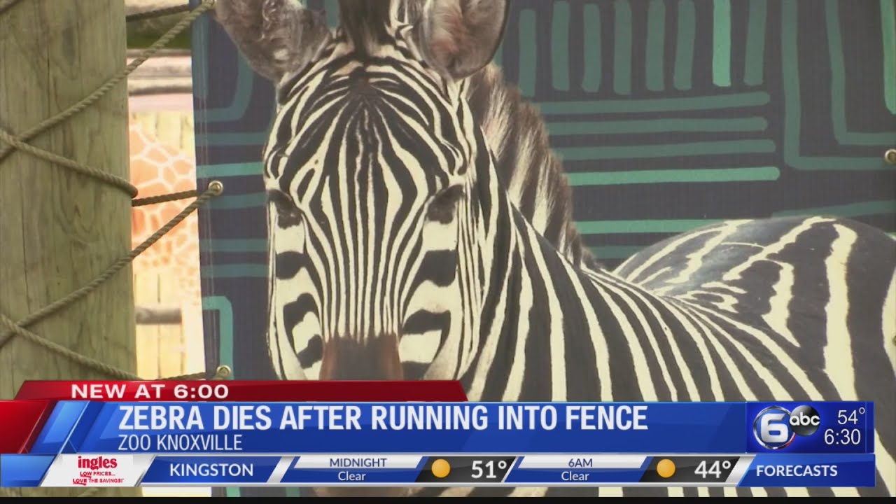 Zebra dies after running into fence - YouTube