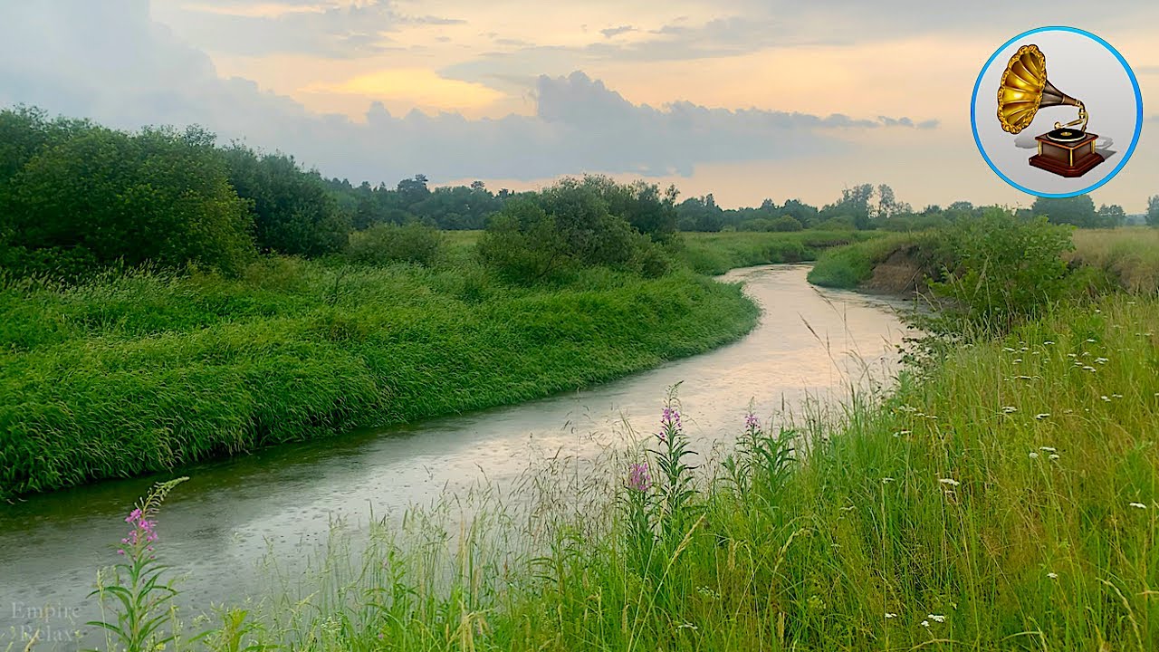 Sounds of nature. Light summer rain for relaxation and sleep. - YouTube