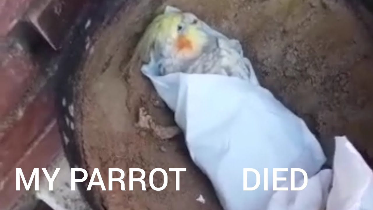 MY PARROT 🐦 DIED 😭😭😭 - YouTube