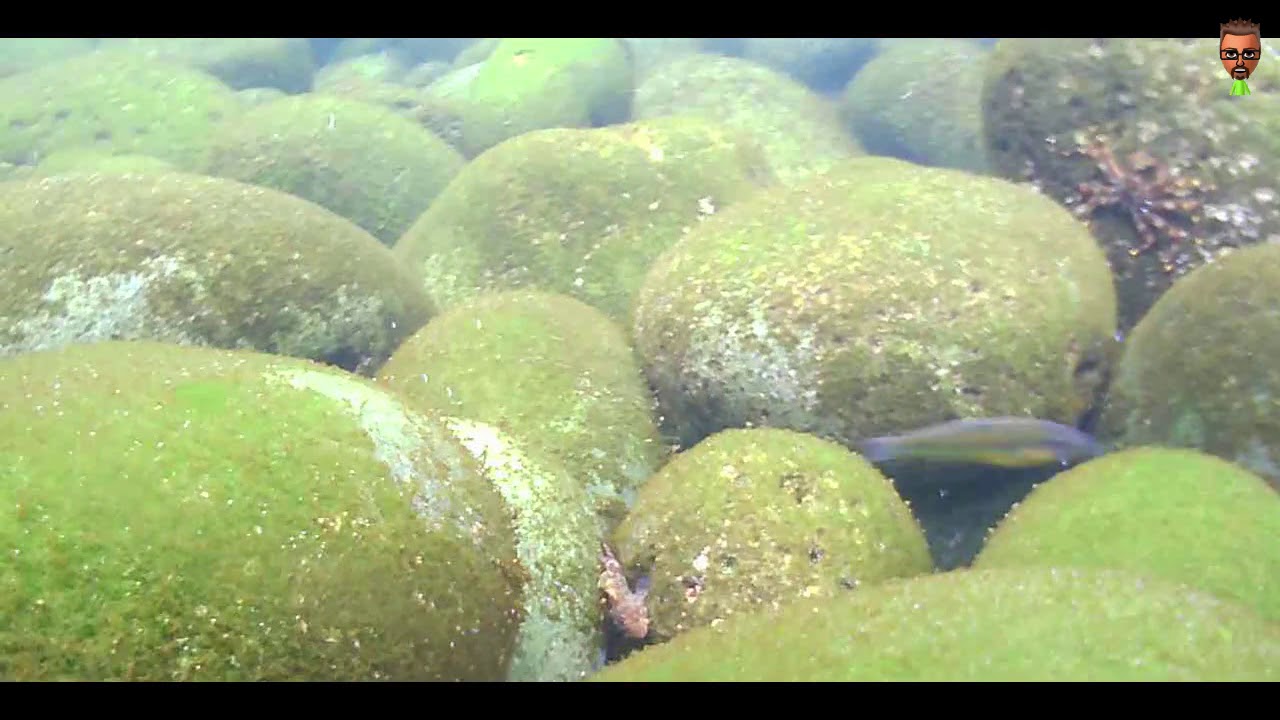 Deep Sea Fishing Action Filmed Underwater with Action Cam 4K - YouTube