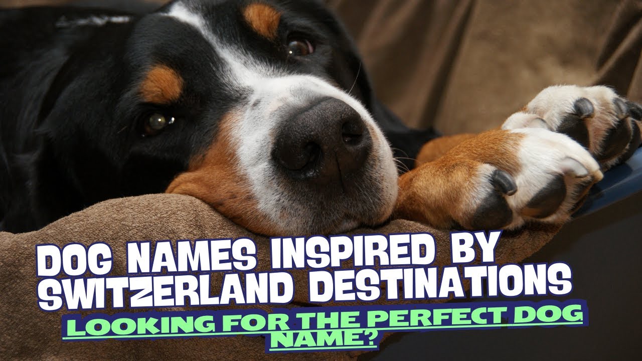 Dog Names Inspired by Switzerland Destinations 🐾 - YouTube