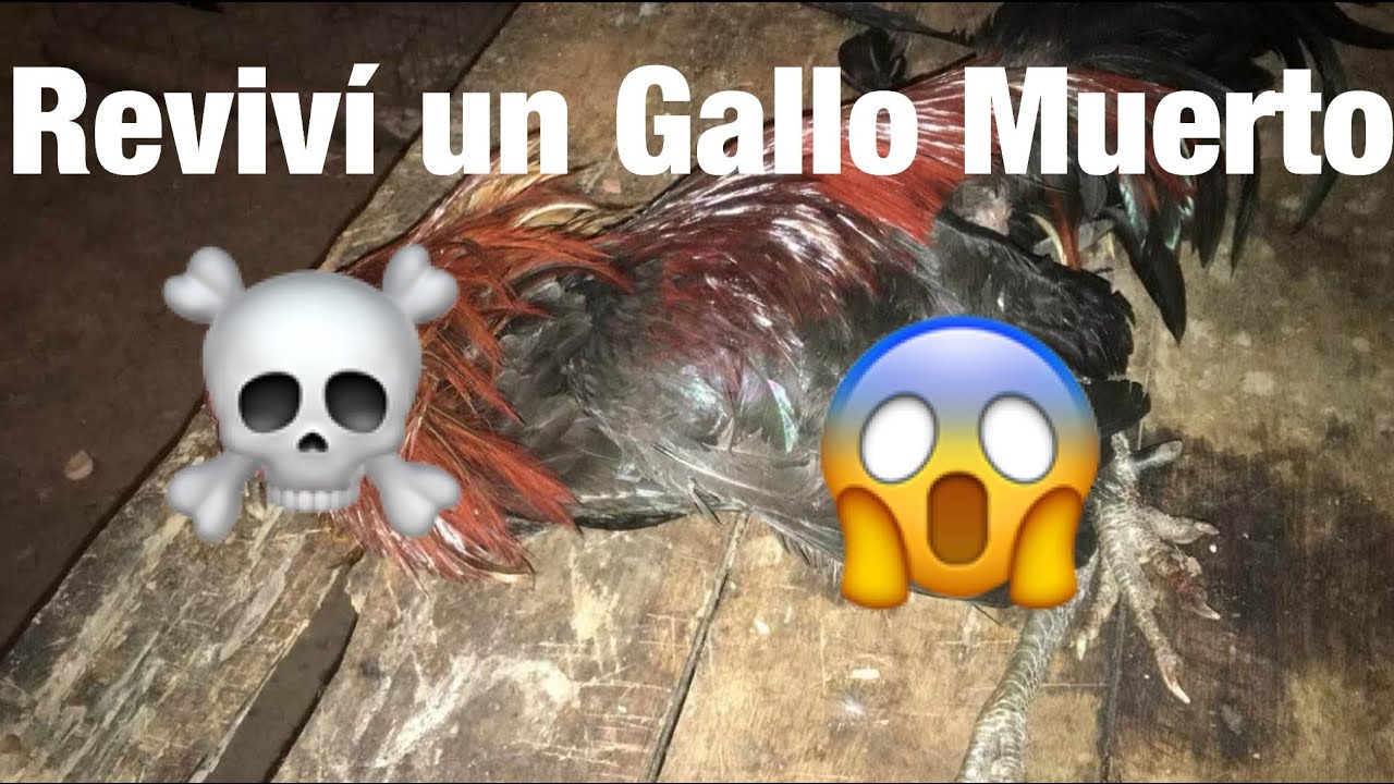 ¡Increíble resurrección! Gallo muerto revive tras brutal batalla - YouTube