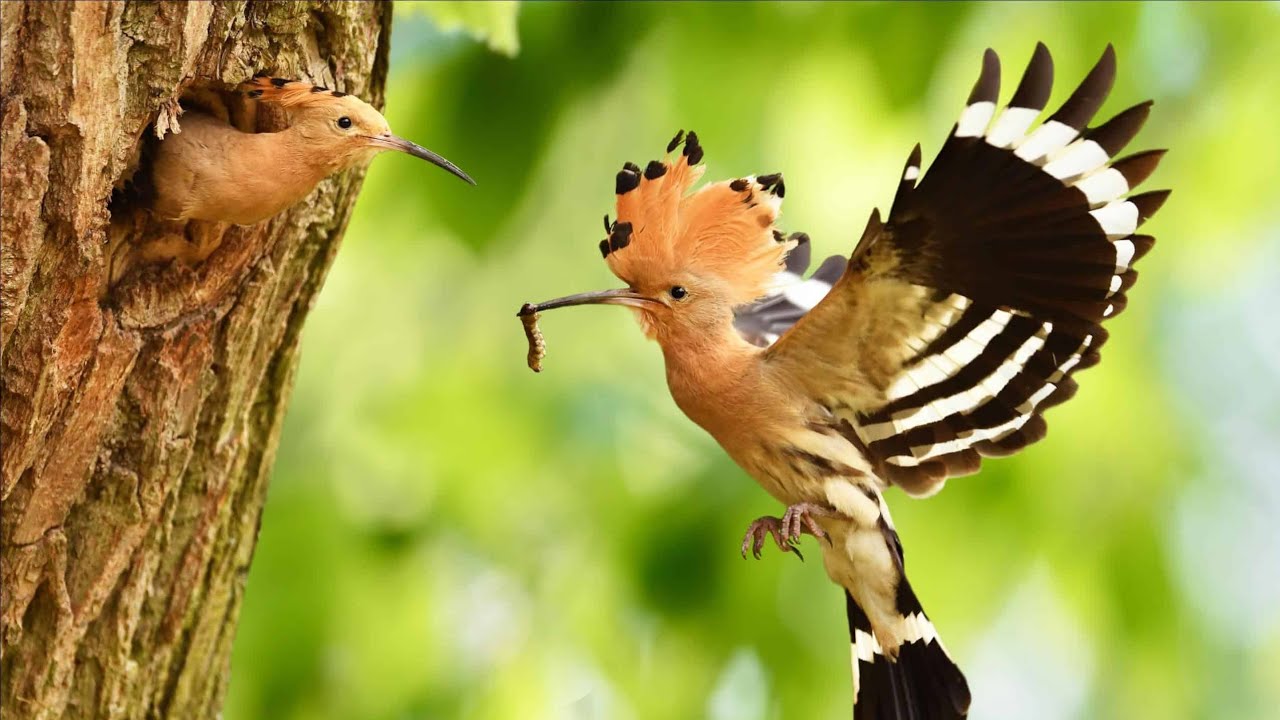 Hoopoe Bird 🕊️ | এক অচেনা পাখি: মোহনচূড়া পাখি | Wild Animals - YouTube