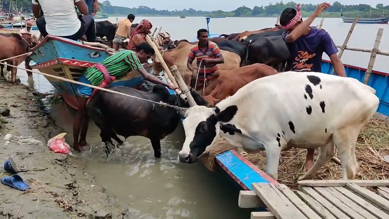 Cow unloading at very popular village cattle market | Cow unloading ...